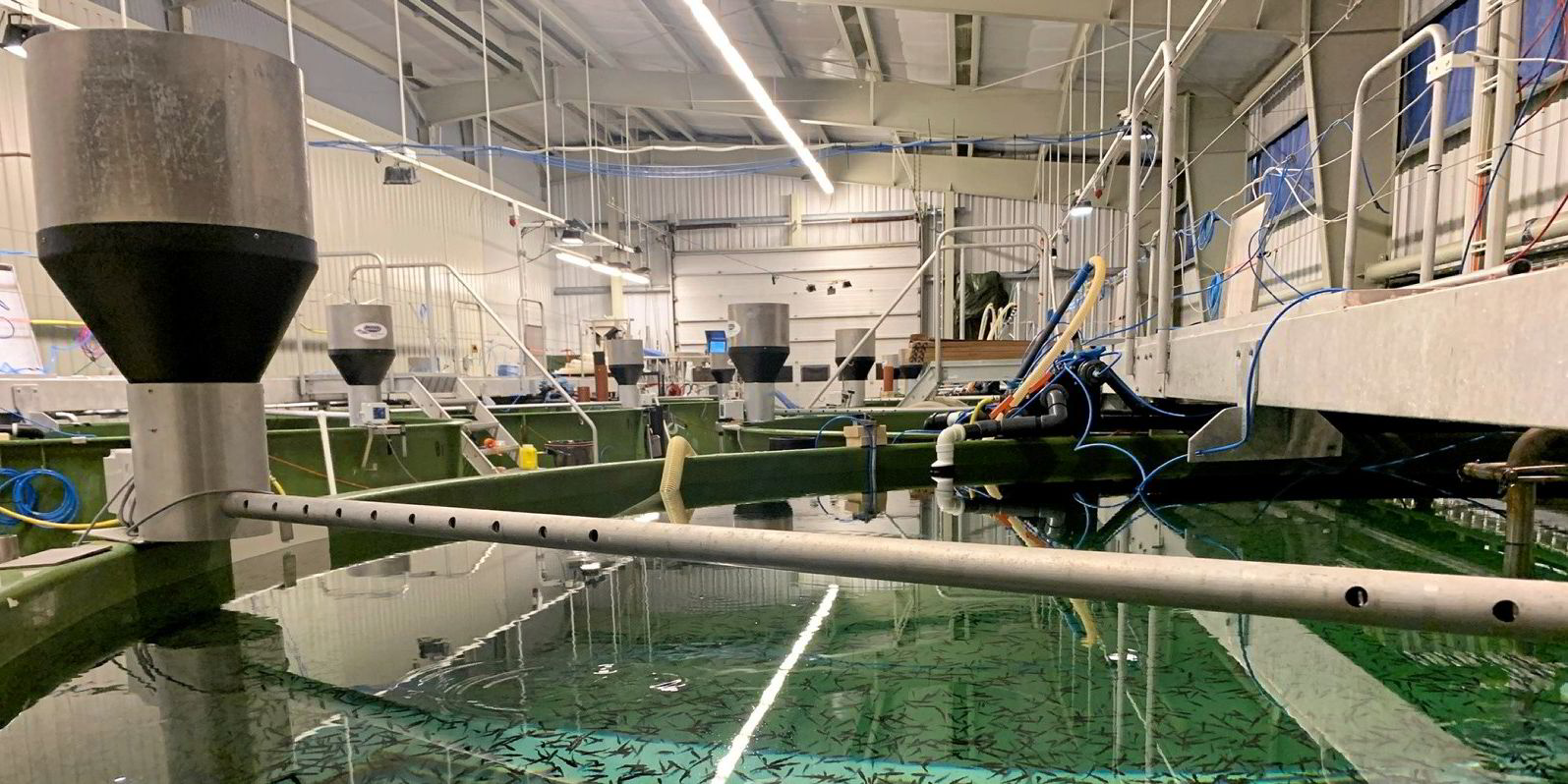 These executives think the world is ready for land-based farmed cod ...