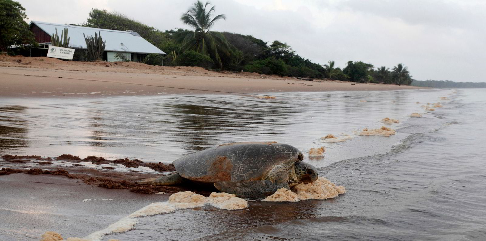 Tullow to quit Suriname after failed probes | Upstream Online