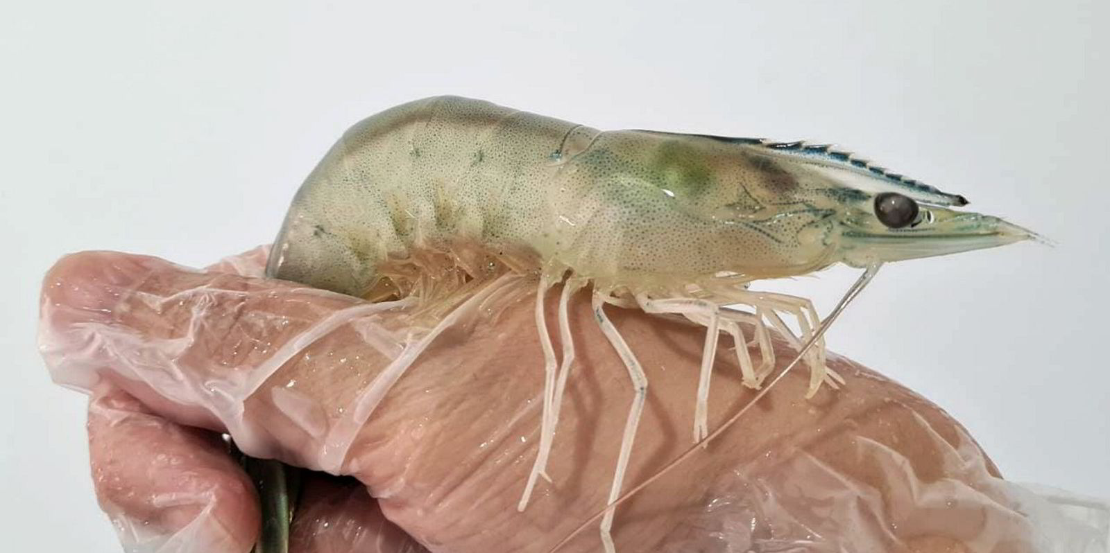 A Swiss company is building a 400-ton land-based shrimp farm in Morocco ...