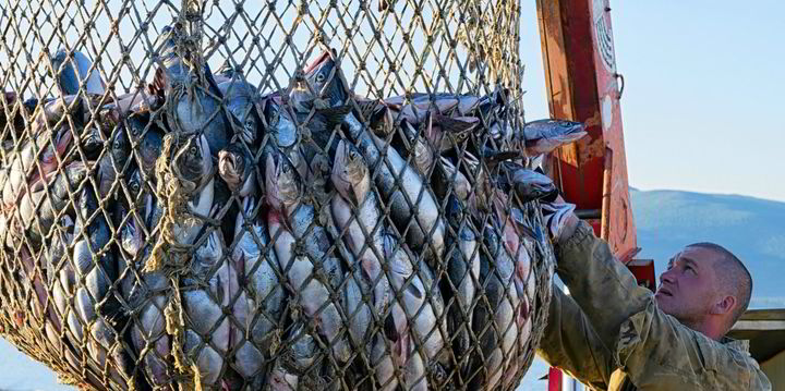 Russia's wild salmon harvest 'significantly exceeding the figures of ...