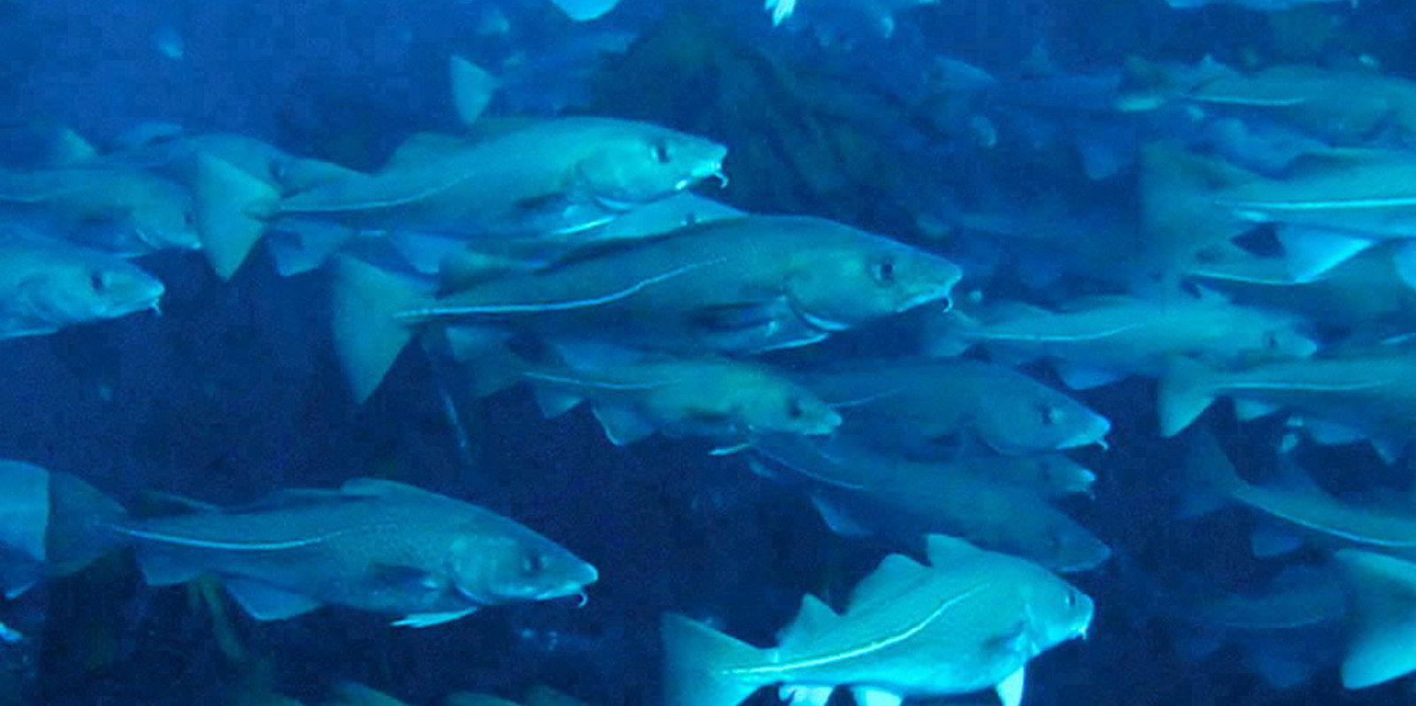 In 'huge milestone' cod farmer Norcod makes first commercial harvest ...