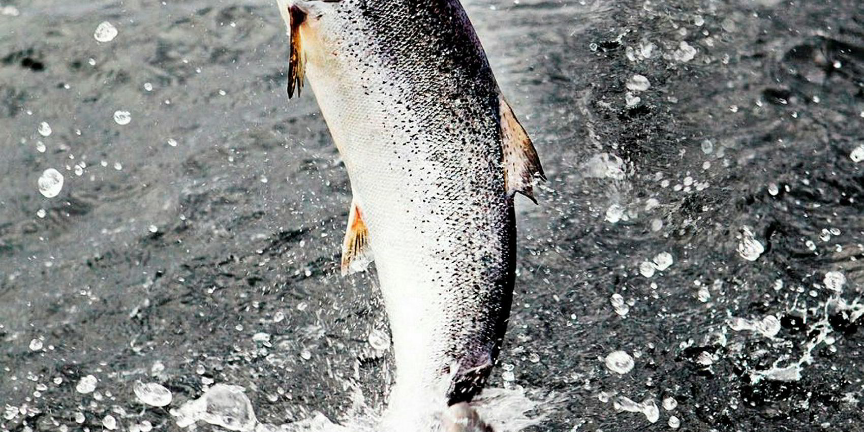 Trapananda salmon wins heart-healthy seal of approval | IntraFish.com