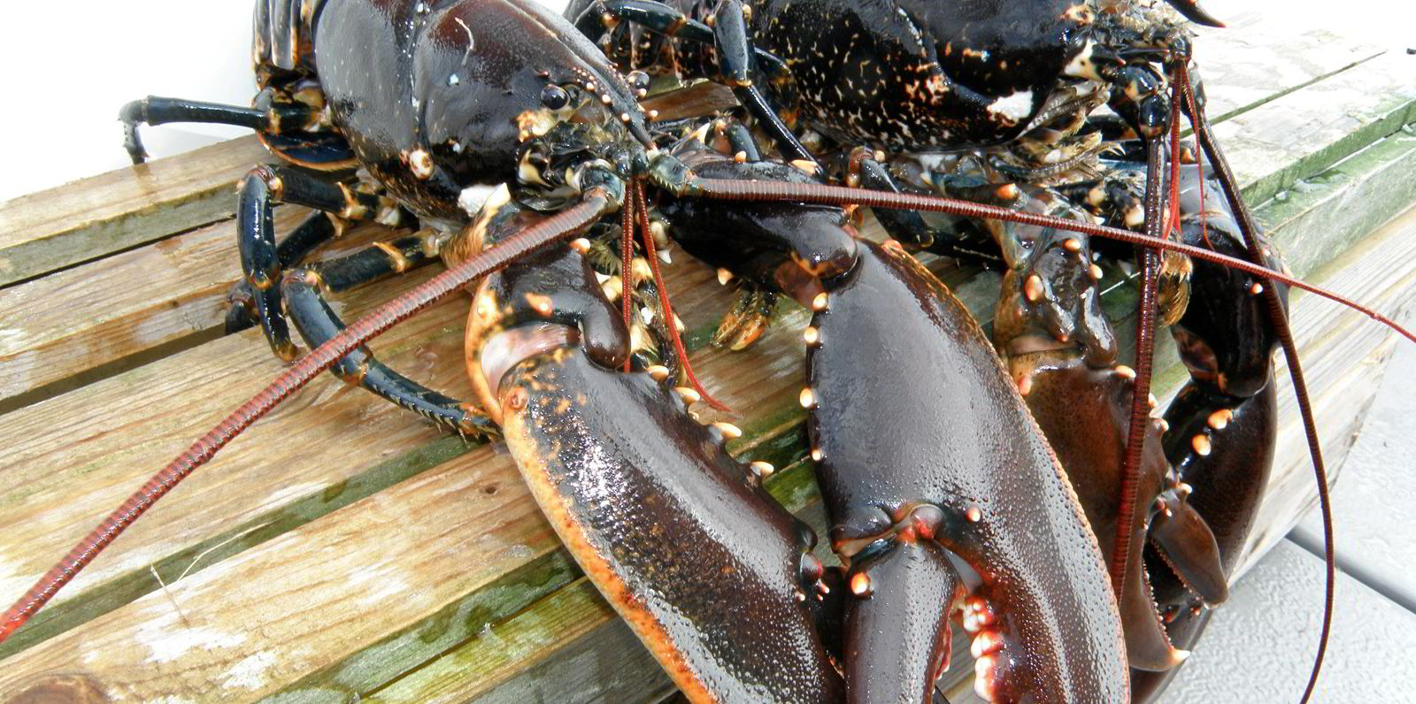 Kassen helt tom i Norsk Hummer Drift | Fiskeribladet