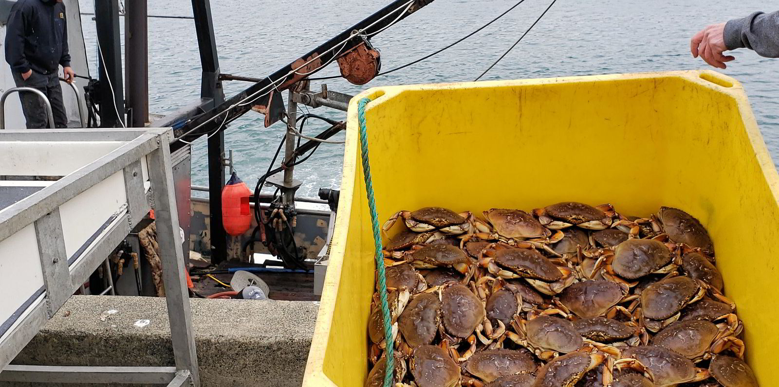 Pacific Seafood accused of illegally suppressing crab prices in lawsuit ...