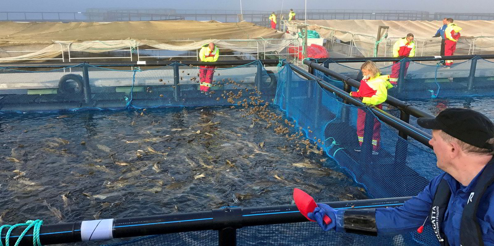 Er levendelagring av torsk liv laga? | Fiskeribladet