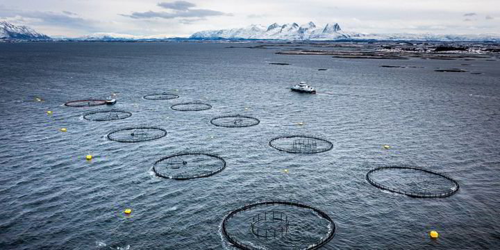 Fish farm ISA disease outbreaks jump 20% in 2023; pancreatic disease ...