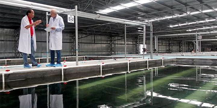 Owner of China's failed land-based shrimp 'megafarm' reports complete ...