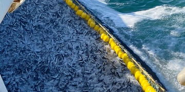 Eksportrekord for pelagisk fisk – makrellen drar lasset | Fiskeribladet