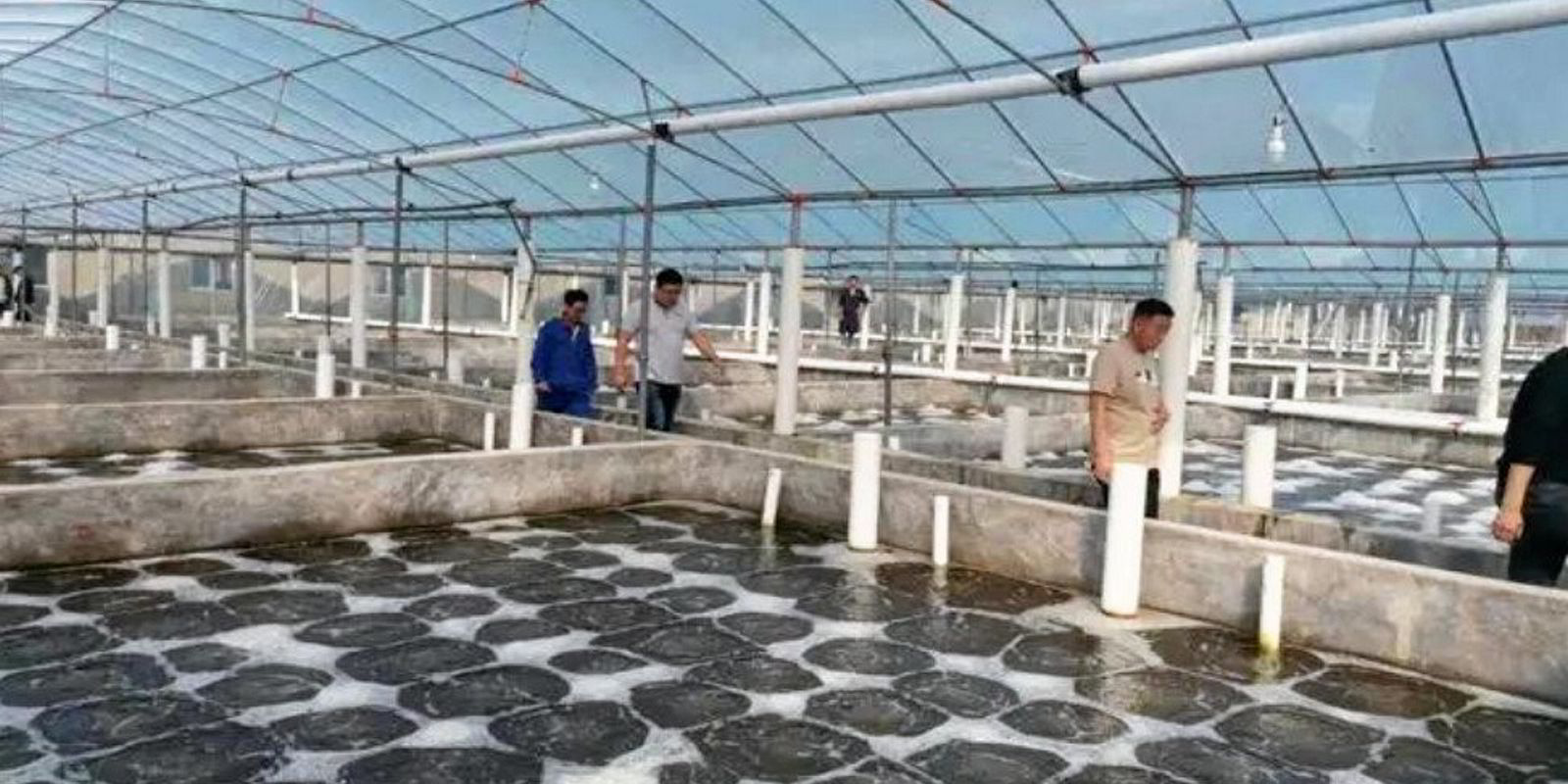 Indoor shrimp farming sector in China 'booming' as Tongwei alone plans ...