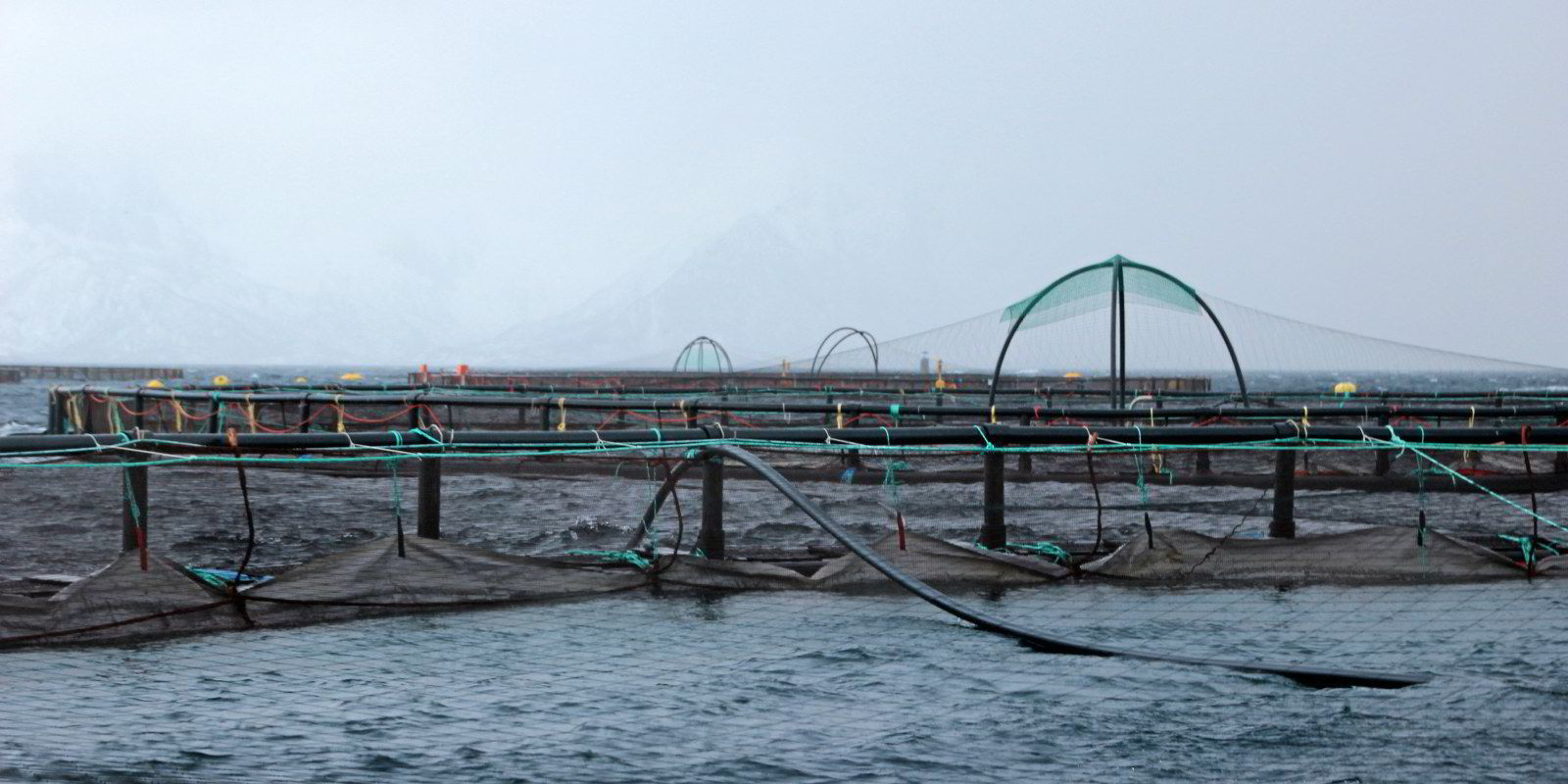 Akva group har kjøpt seg inn i Observe Technologies | IntraFish.no