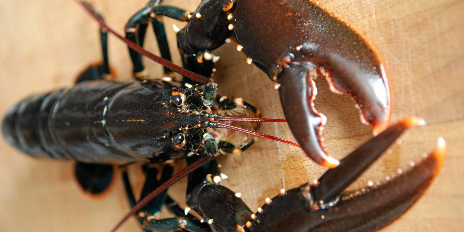 Har brukt 130 millioner på hummerutvikling – varsles om ...