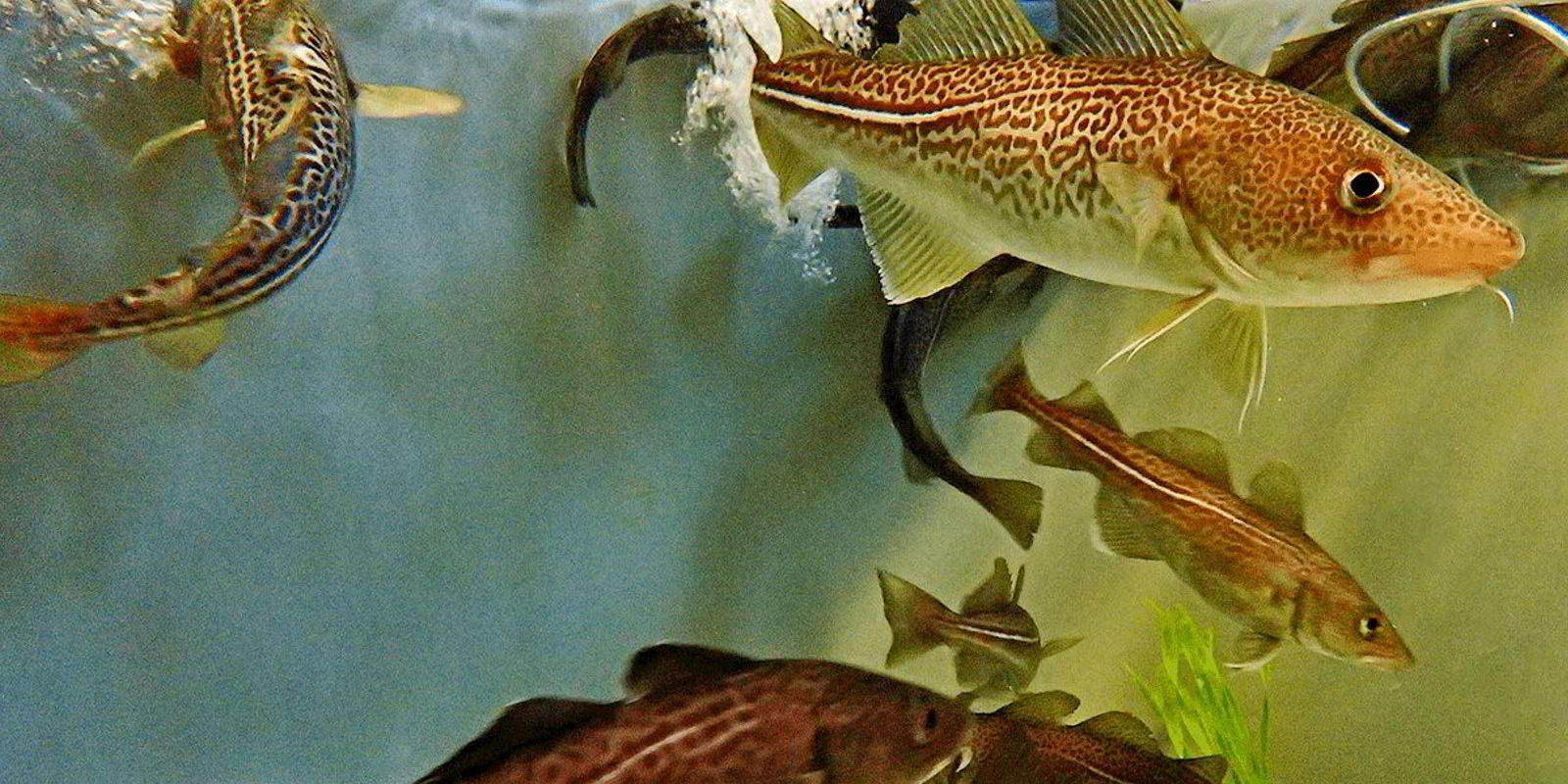 I Østersjøen kollapset torskebestanden. Forsker spør seg om det samme ...