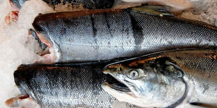 Russia’s wild salmon season kicks off with expectations of huge catches ...