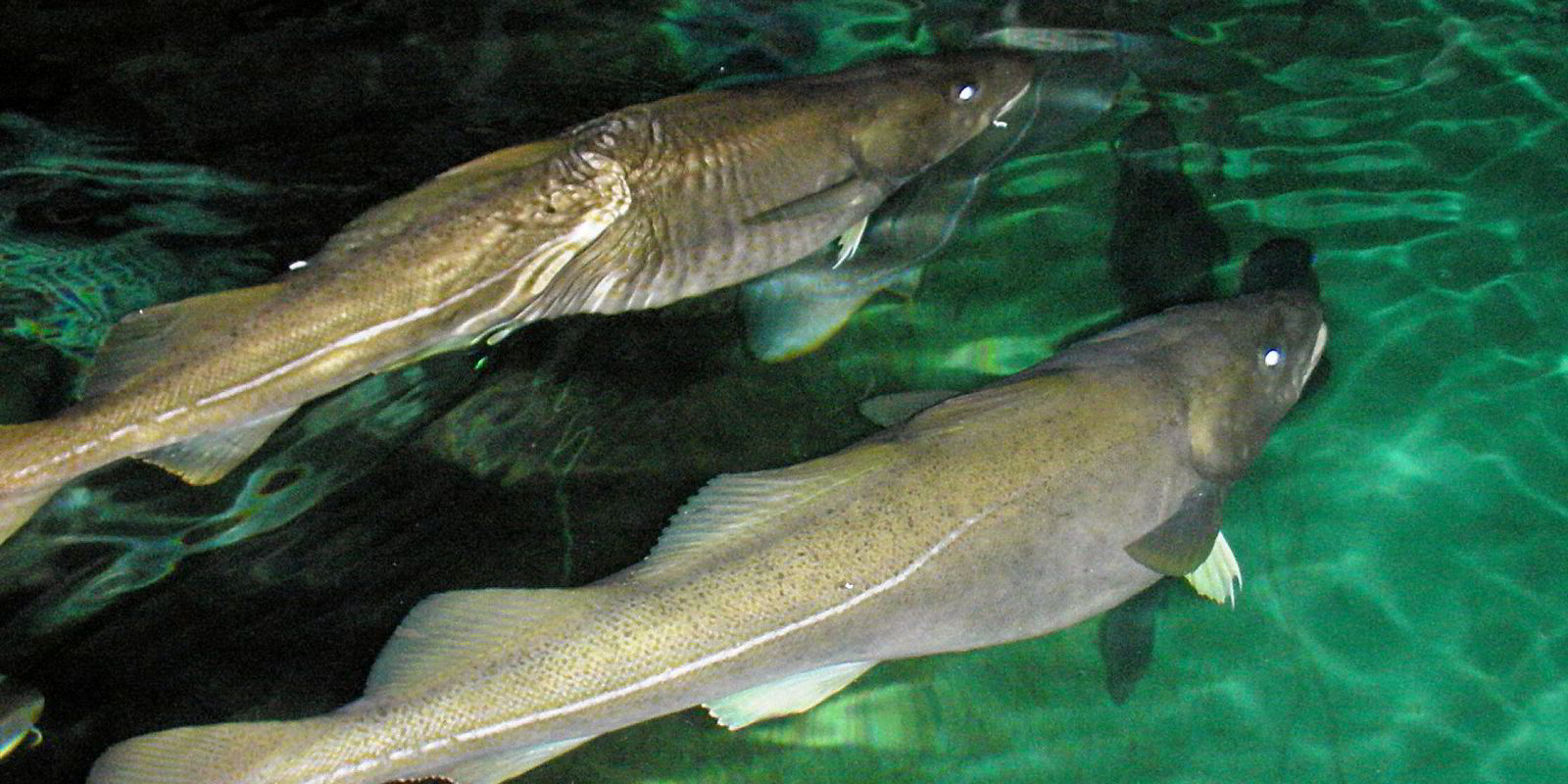 'Fish hotels' | OX2 and Vattenfall want cod and mussels to make ...