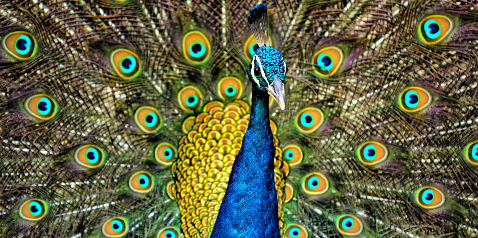 Eagle-eyed marine insurance broker Tysers turns to ornithology to ...