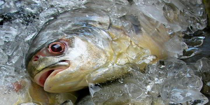 Construction of China's largest 'intelligent' fish farm gets underway ...