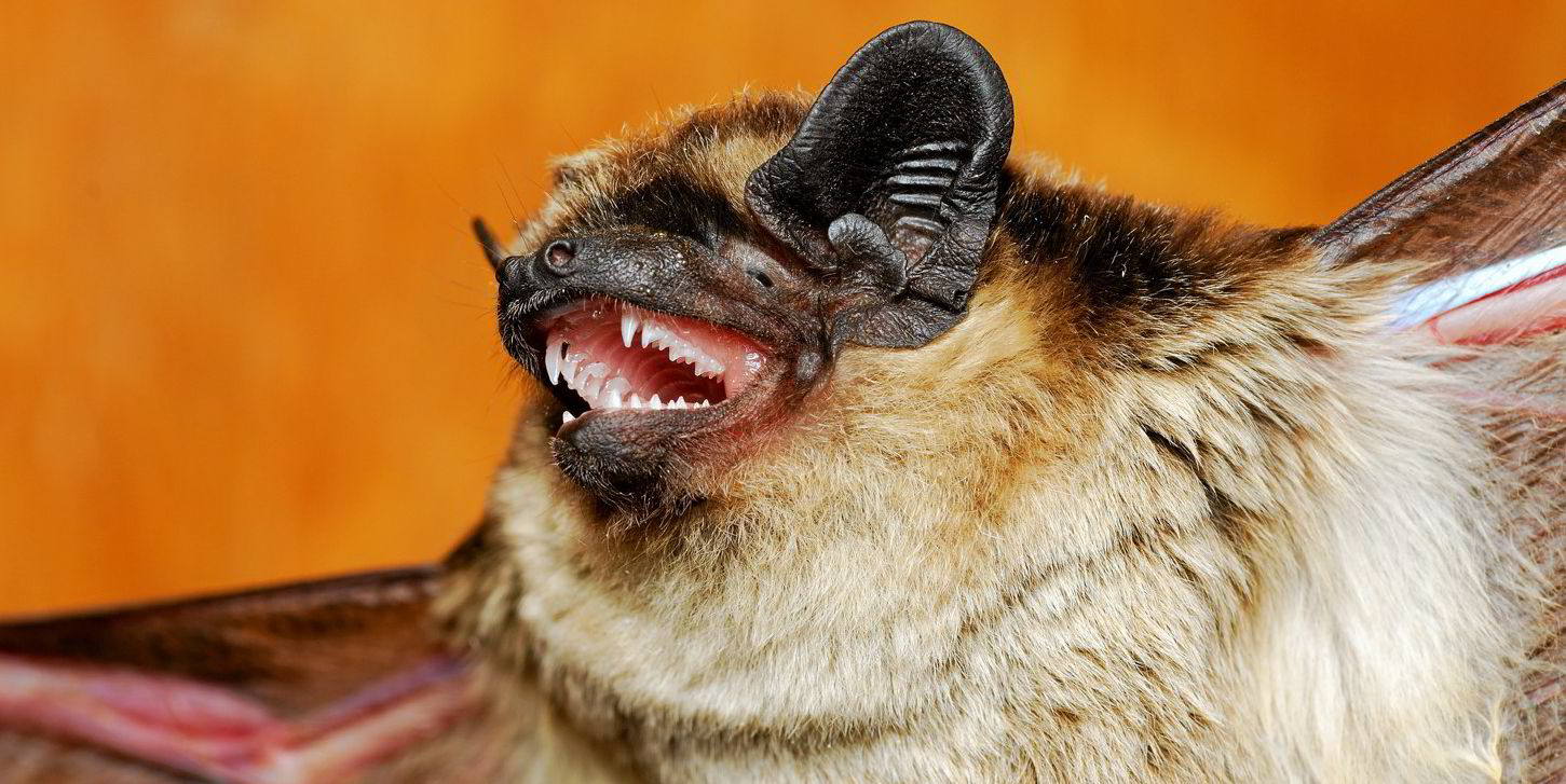 'Bats don't like wind turbines': scientists flag habitat fears after ...