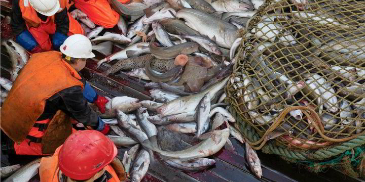 Barents Sea cod and haddock cuts could spell trouble for Russia's ...