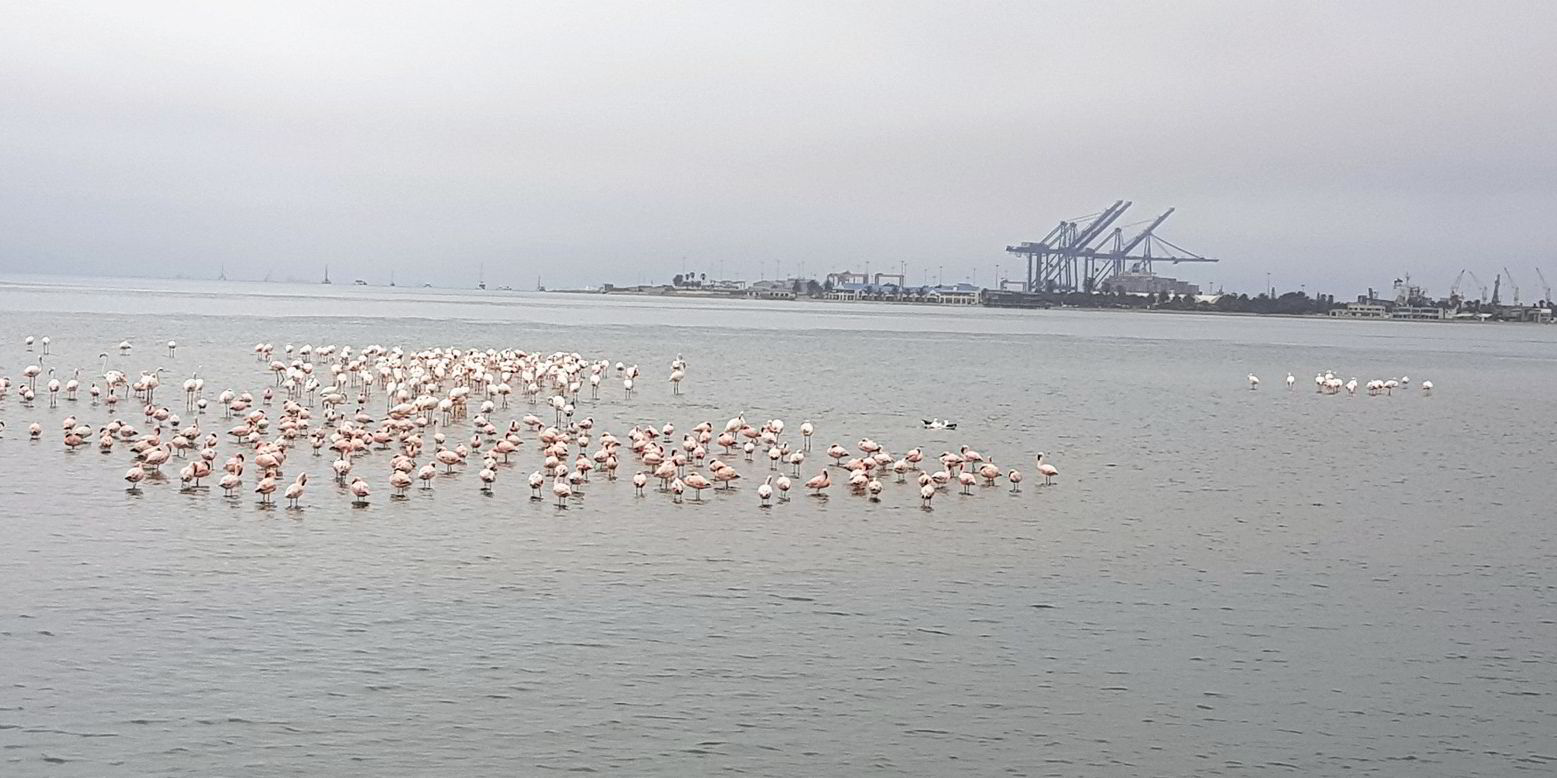 Taking flight: Five-well drilling campaign lined up for 2023 in Namibia ...