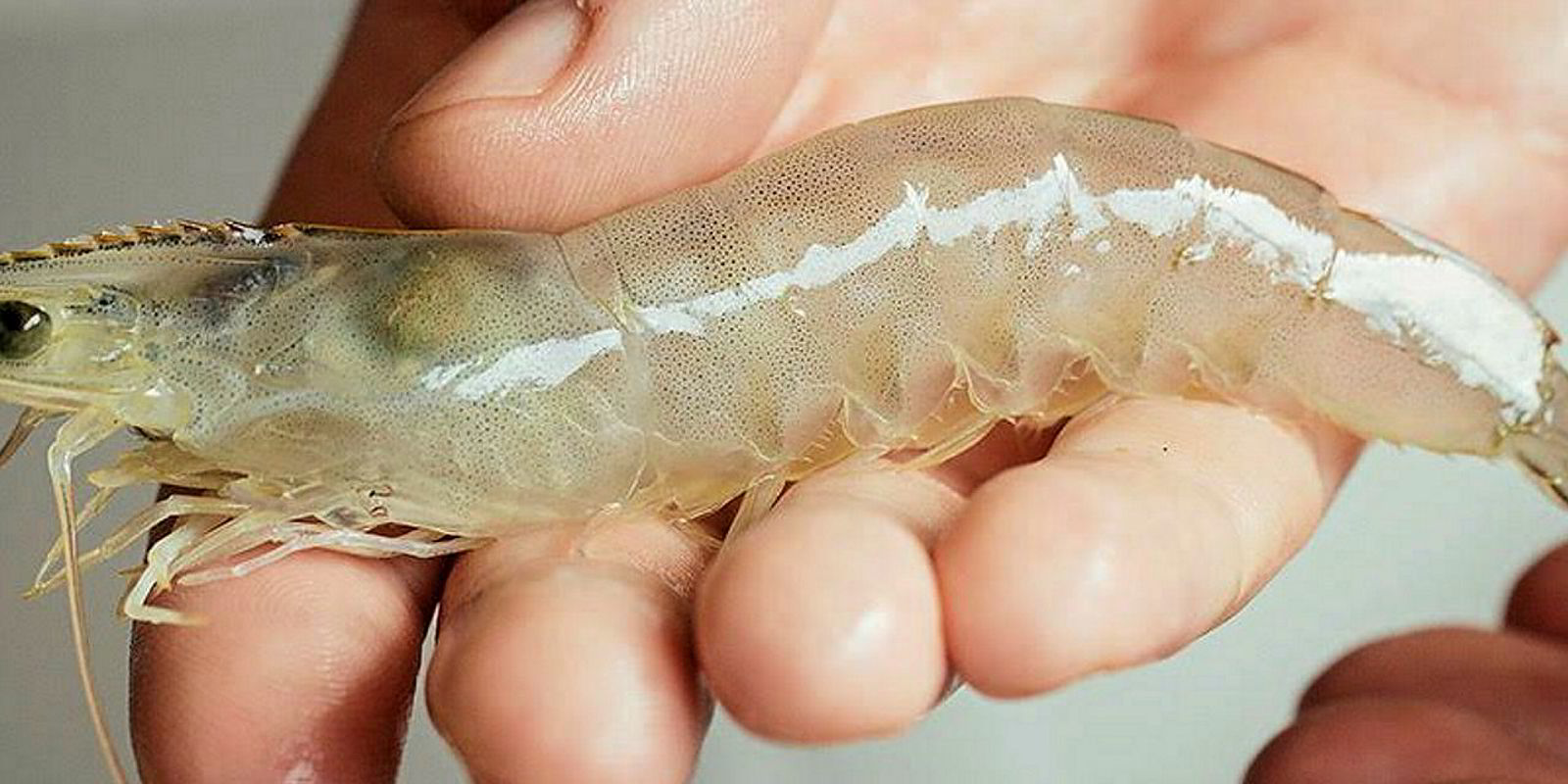 US shrimp import refusals for antibiotics dip to 12-year low ...
