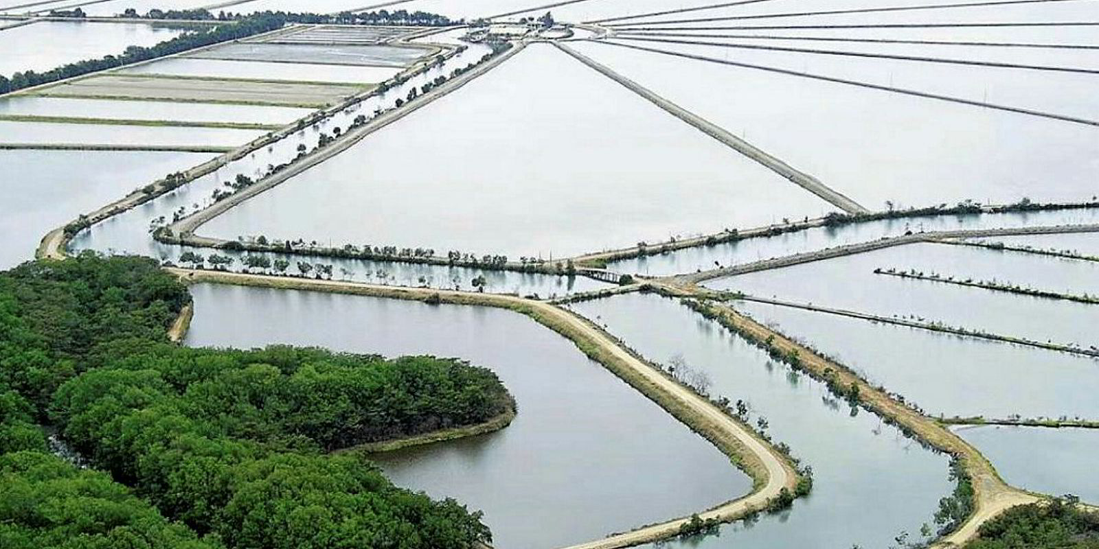 Ecuador farmed shrimp exports jump 26% despite China ban | IntraFish.com