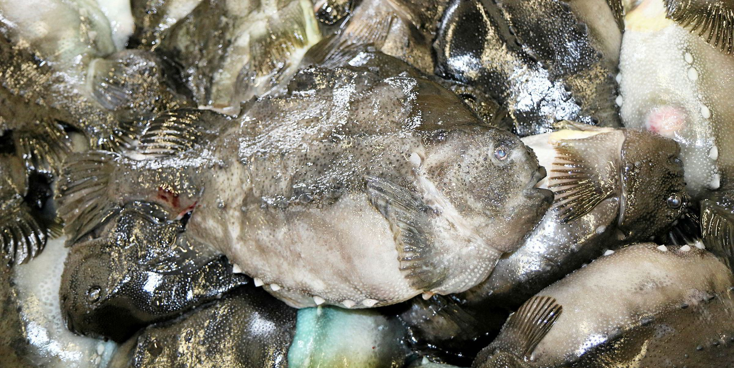 Ordforklaringer | IntraFish.no