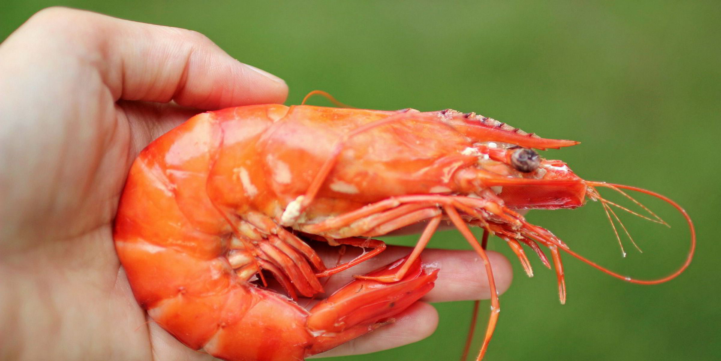The year's biggest shrimp stories | IntraFish.com