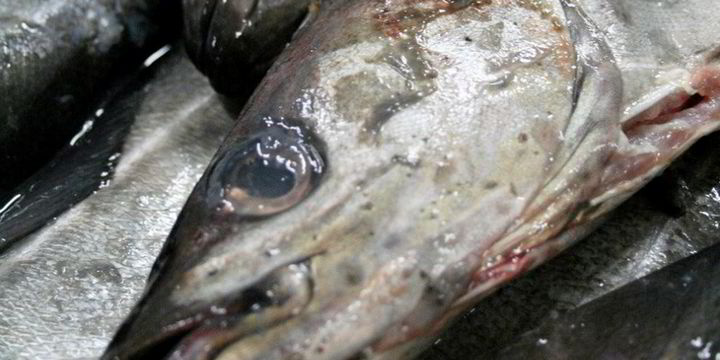 Saithe gaining ground as a viable alternative to pricey cod and pollock ...