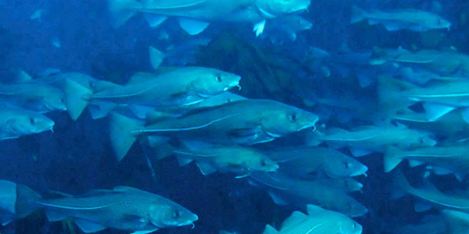 New research shows light management can delay early sexual maturation ...