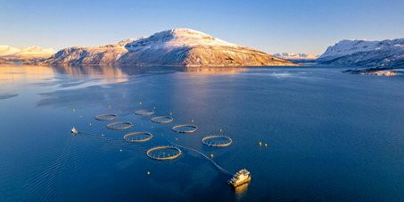 17 selskaper vil ha torsketillatelser – ett selskap dominerer listen ...