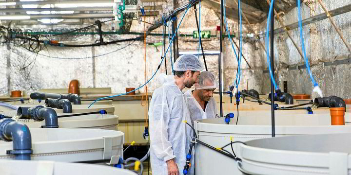 New land-based RAS shrimp farming technology ready for 2020 | IntraFish.com