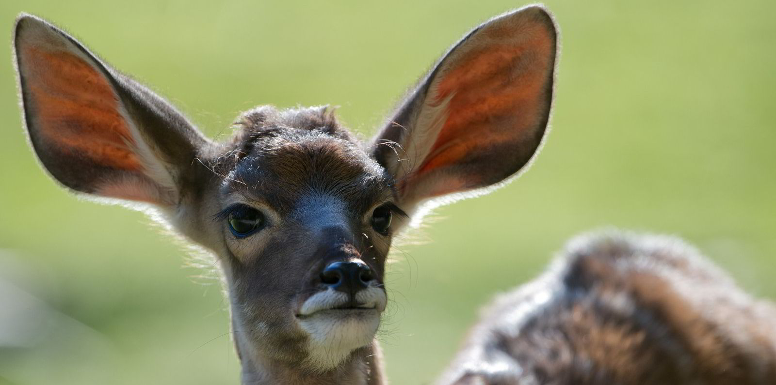 Kudu bucked up as BW buys rig for use as floating production vessel ...