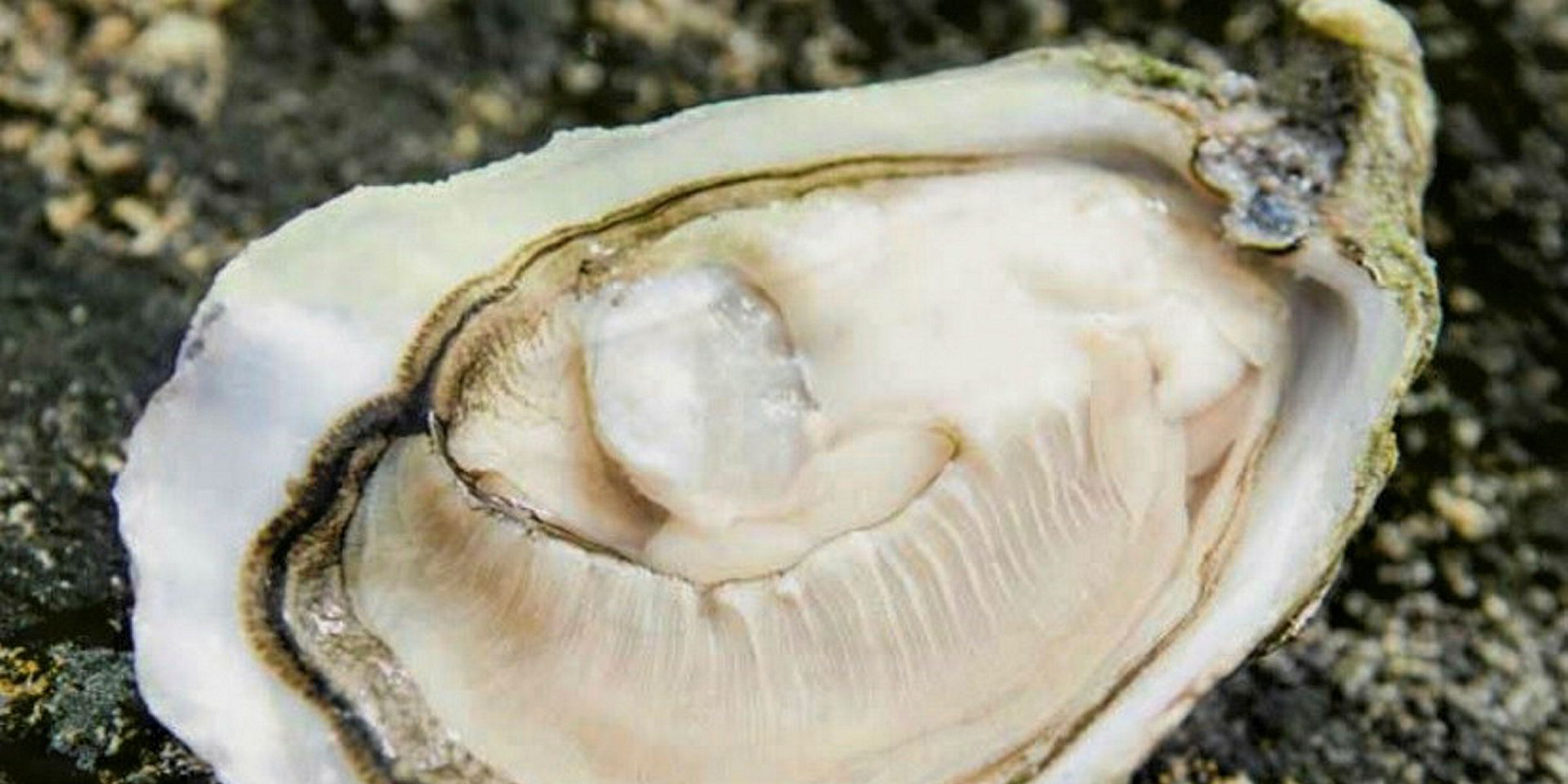 Irish shellfish farmers call for action on sewage treatment lapses ...