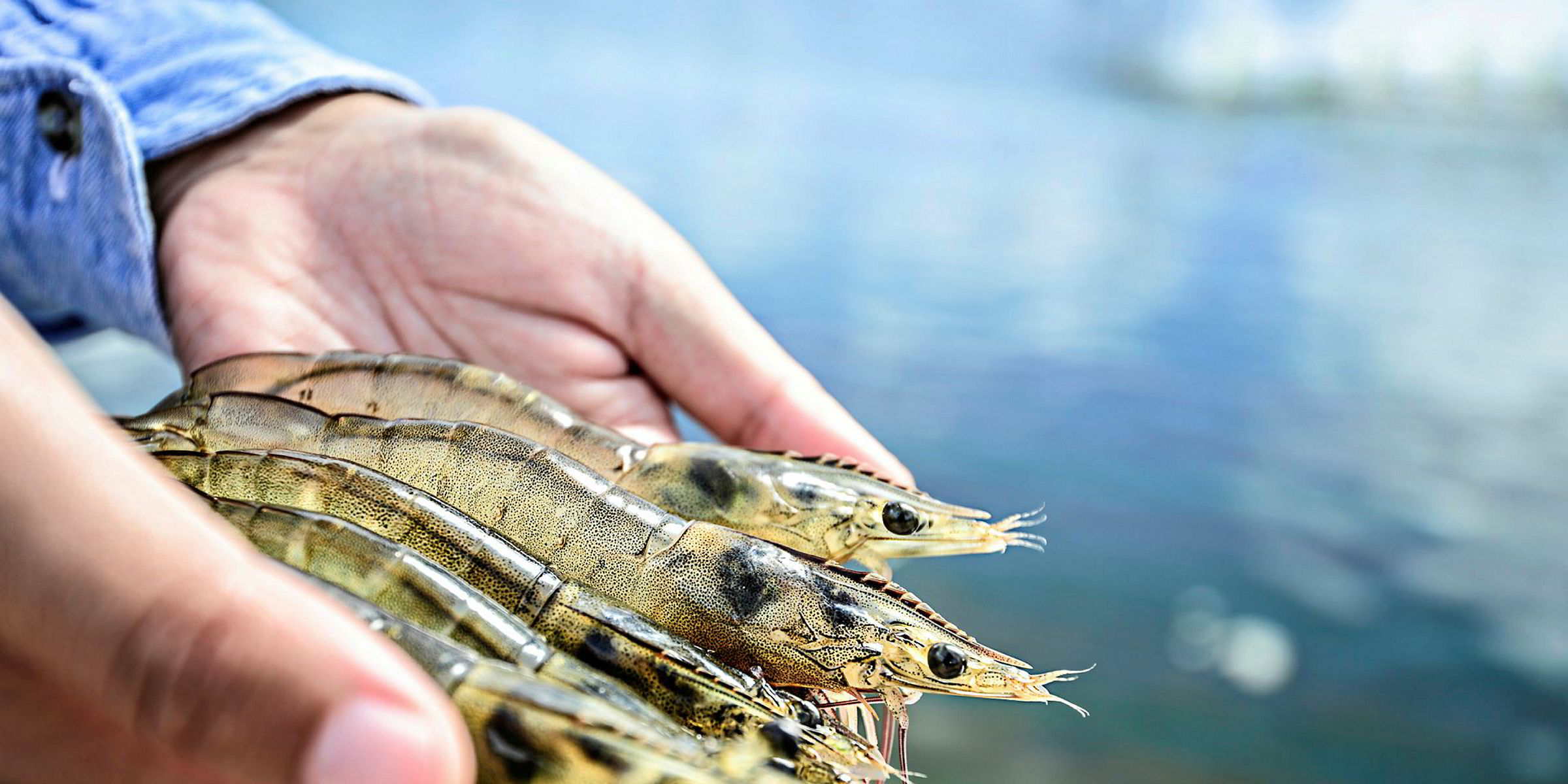 US land-based shrimp producer launches new technology system | Intrafish