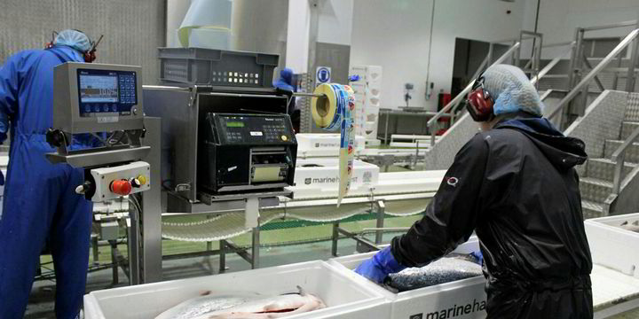 Marine Harvest reveals mixed Q3 as processing earnings rescue a slump ...