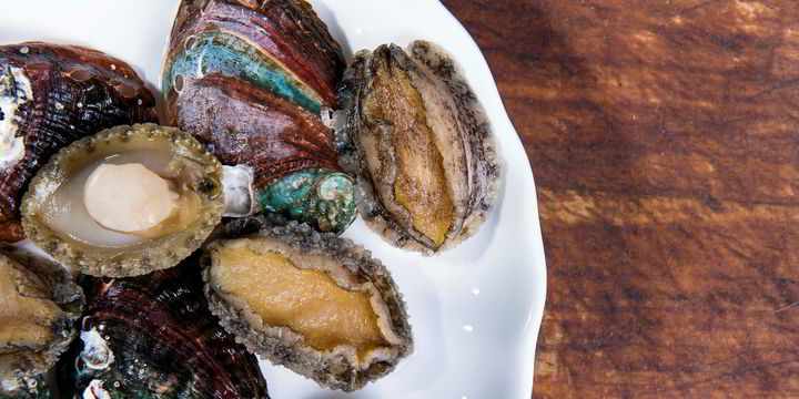 South African abalone farm to start first harvest | IntraFish.com