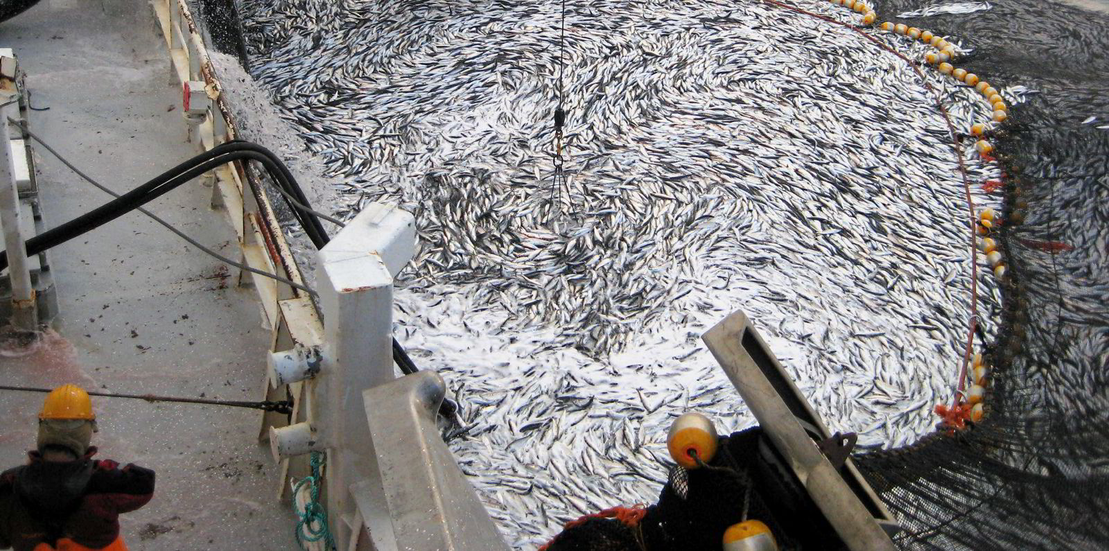 Norge «tar» 65,6 prosent av totalkvoten på nvg-sild i 2024 | Fiskeribladet