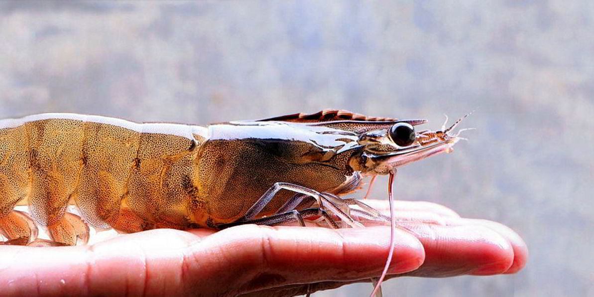 Great British Prawns exec steps down | IntraFish.com