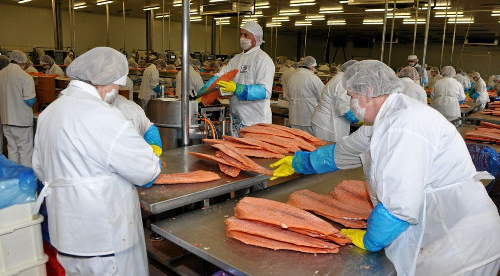 Biologiske utfordringer gir rekord for filet-eksporten | IntraFish.no