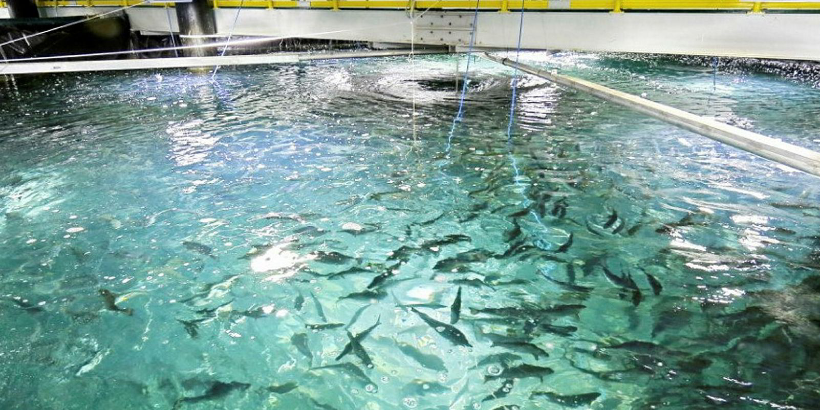 Landmark land-based salmon farm 'ushers in new era' in Chile | Intrafish