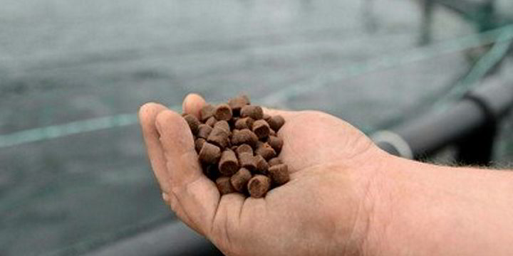 Salmon feed producer exploring microalgae, GM canola in quest for ...