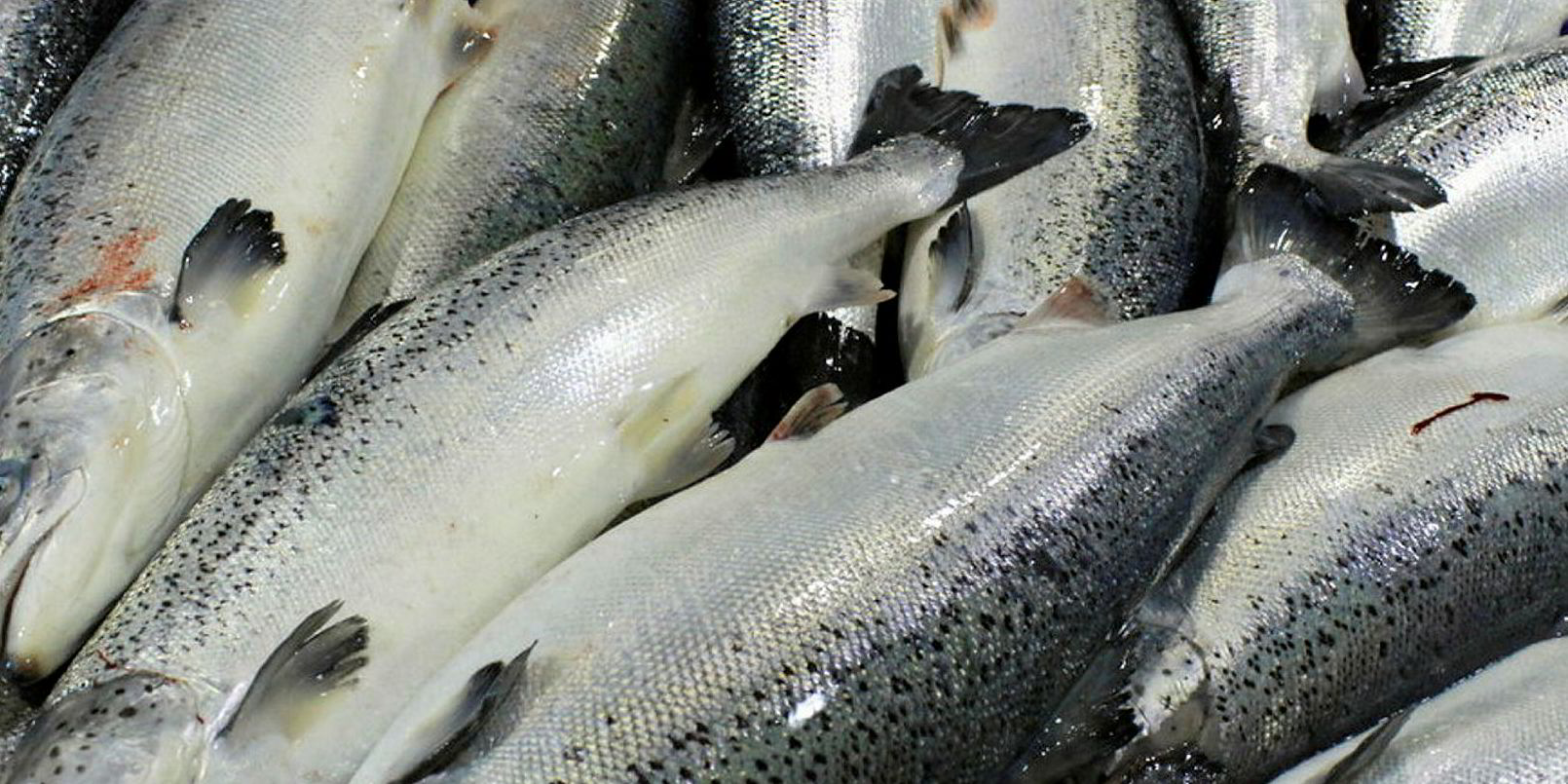 From the Archive December 2018: Norwegian salmon prices stable into ...
