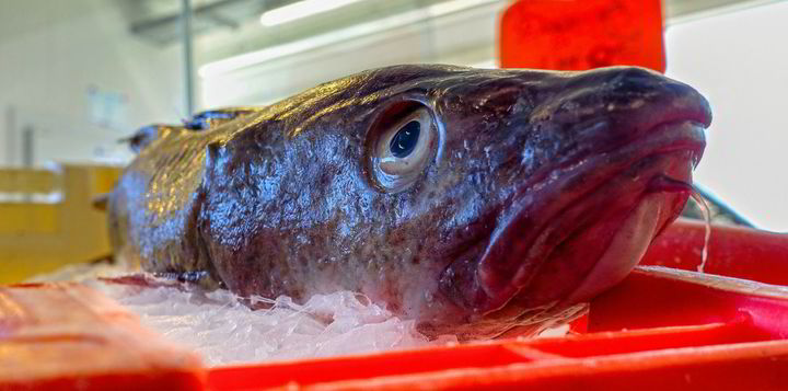 Battle resumes: Report lays bare risks of cod farming to Norway's wild ...
