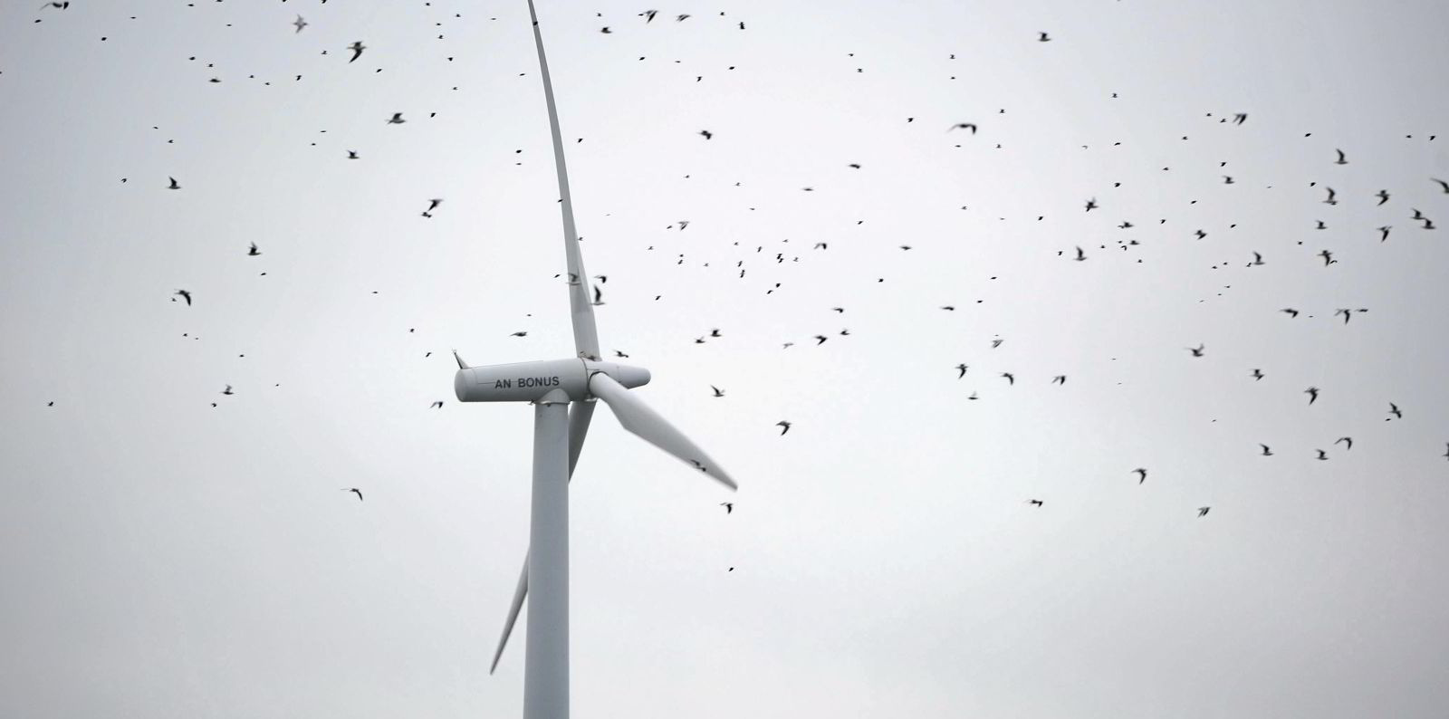 Larger wind turbines don't kill more birds and bats, 'first of a kind ...