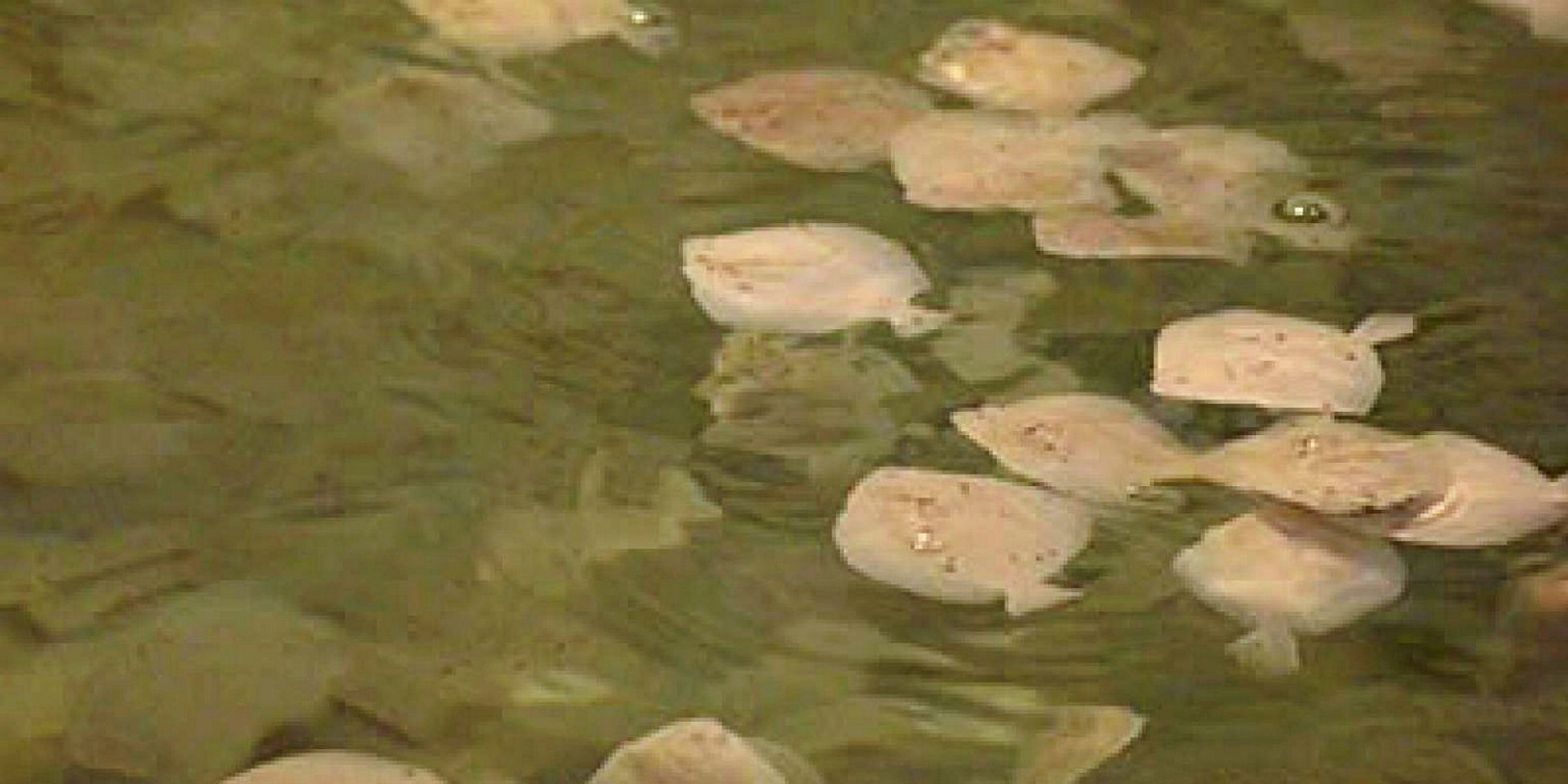 French turbot hatchery gets EU organic certification | IntraFish.com