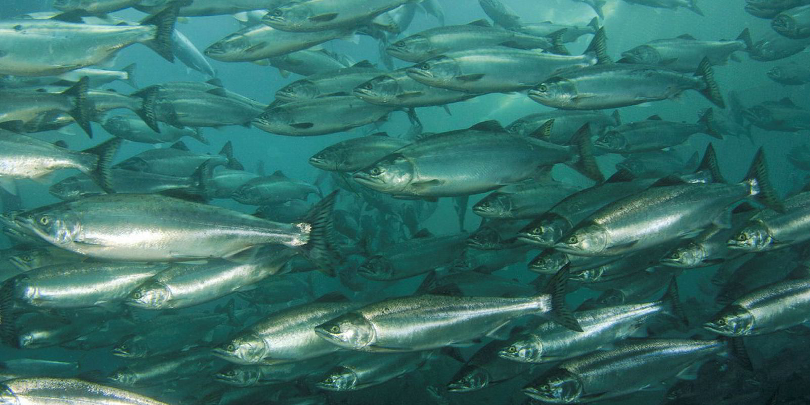 LETTER: RAS will oust traditional salmon farms | Intrafish