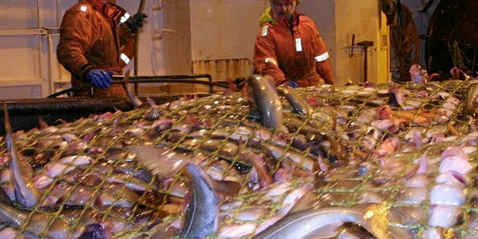 Norwegian cod exports spike in July | IntraFish.com
