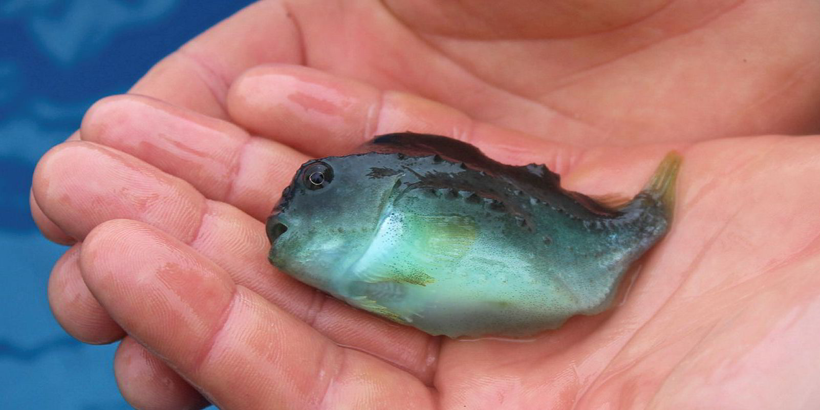 Canadian government needs more environmental review of PE-backed ...