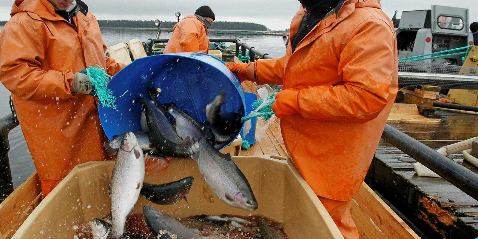 Russian Aquaculture's farmed salmon harvests top 10,000 tons ...