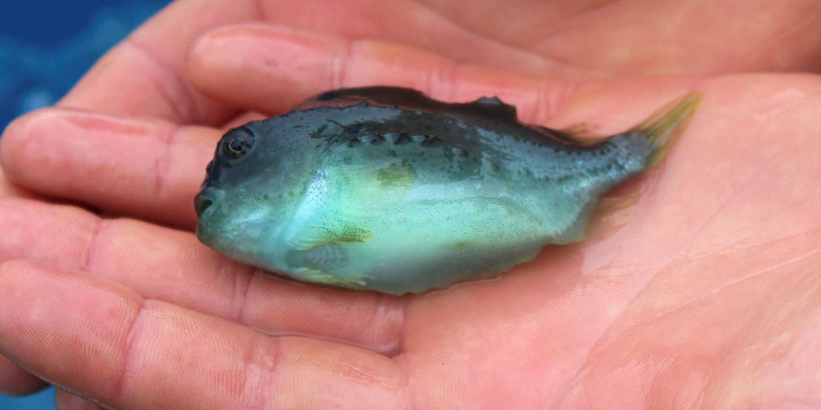 Private equity-backed company moving forward with Canada's first ...